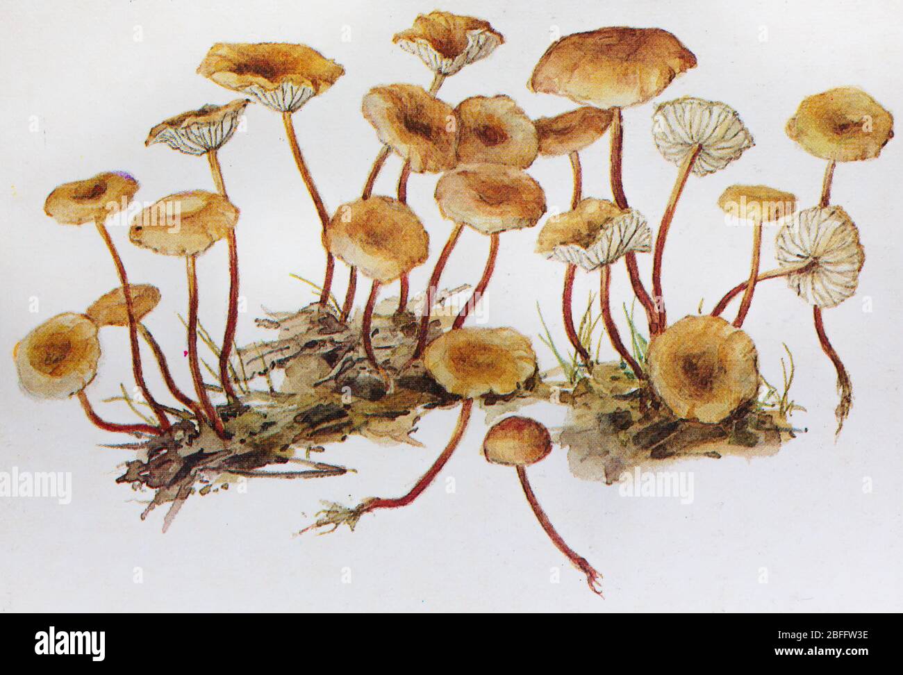 Mycetinis scorodonius, Marasmius scorodonius mushroom Stock Photo - Alamy