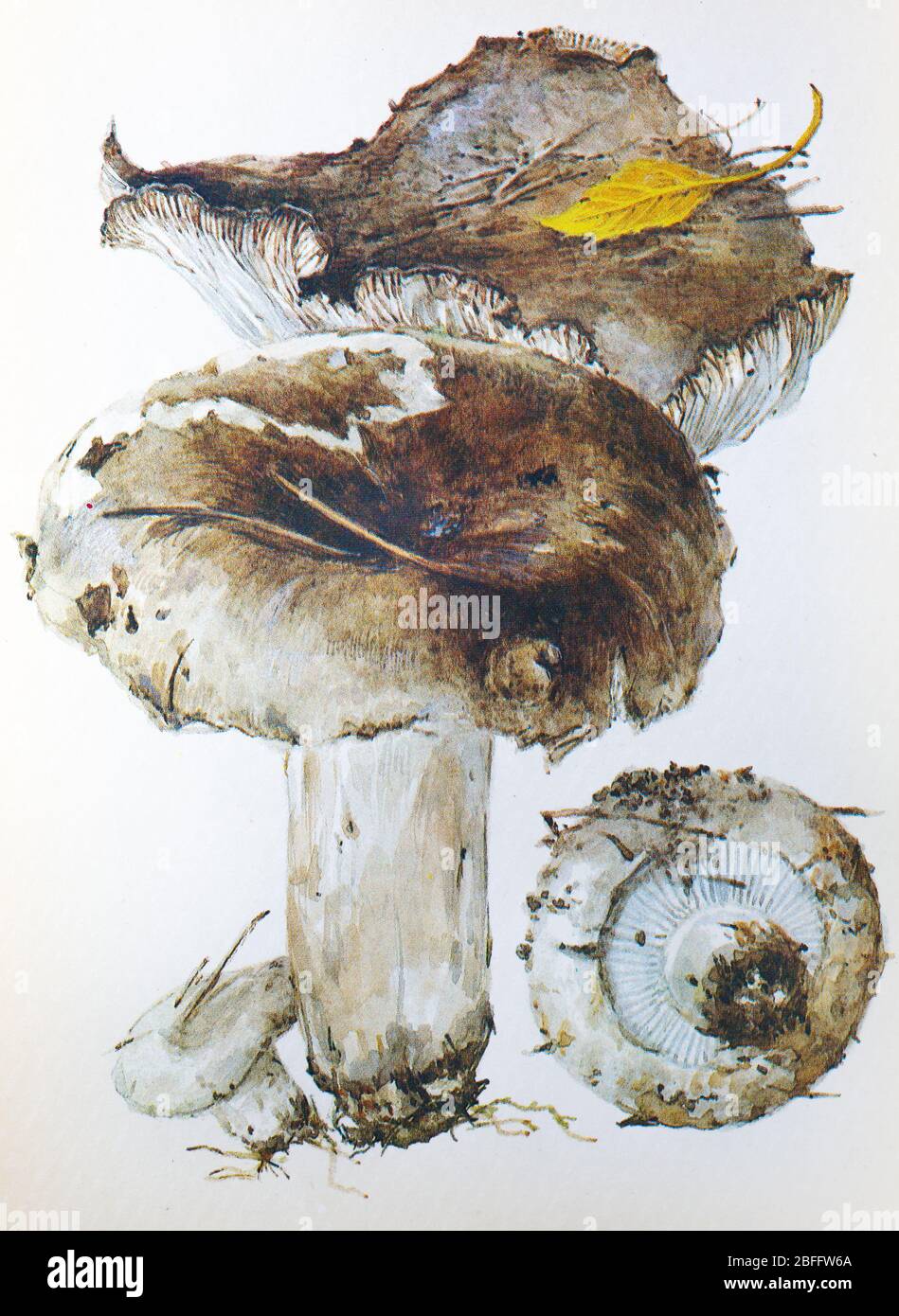 Russula adusta mushroom Stock Photo - Alamy