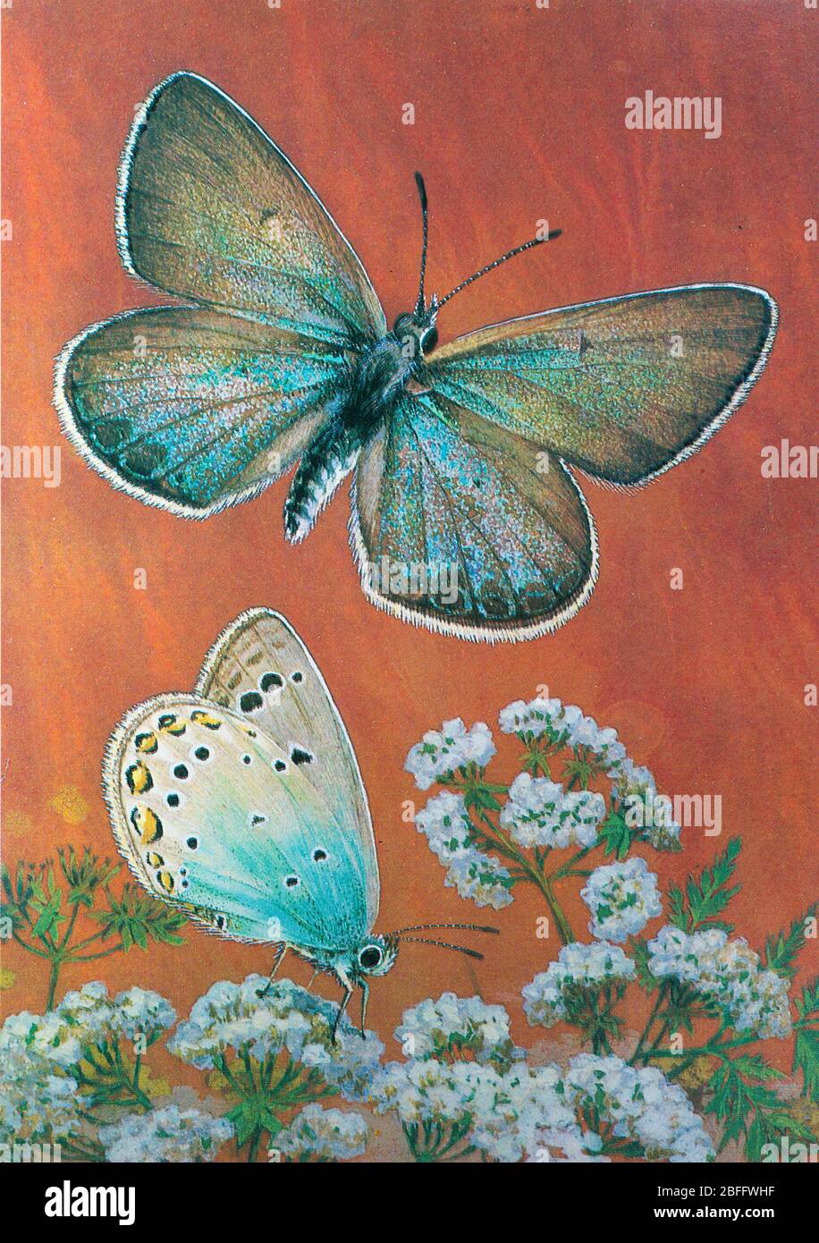 Patricius lucifer hi-res stock photography and images - Alamy