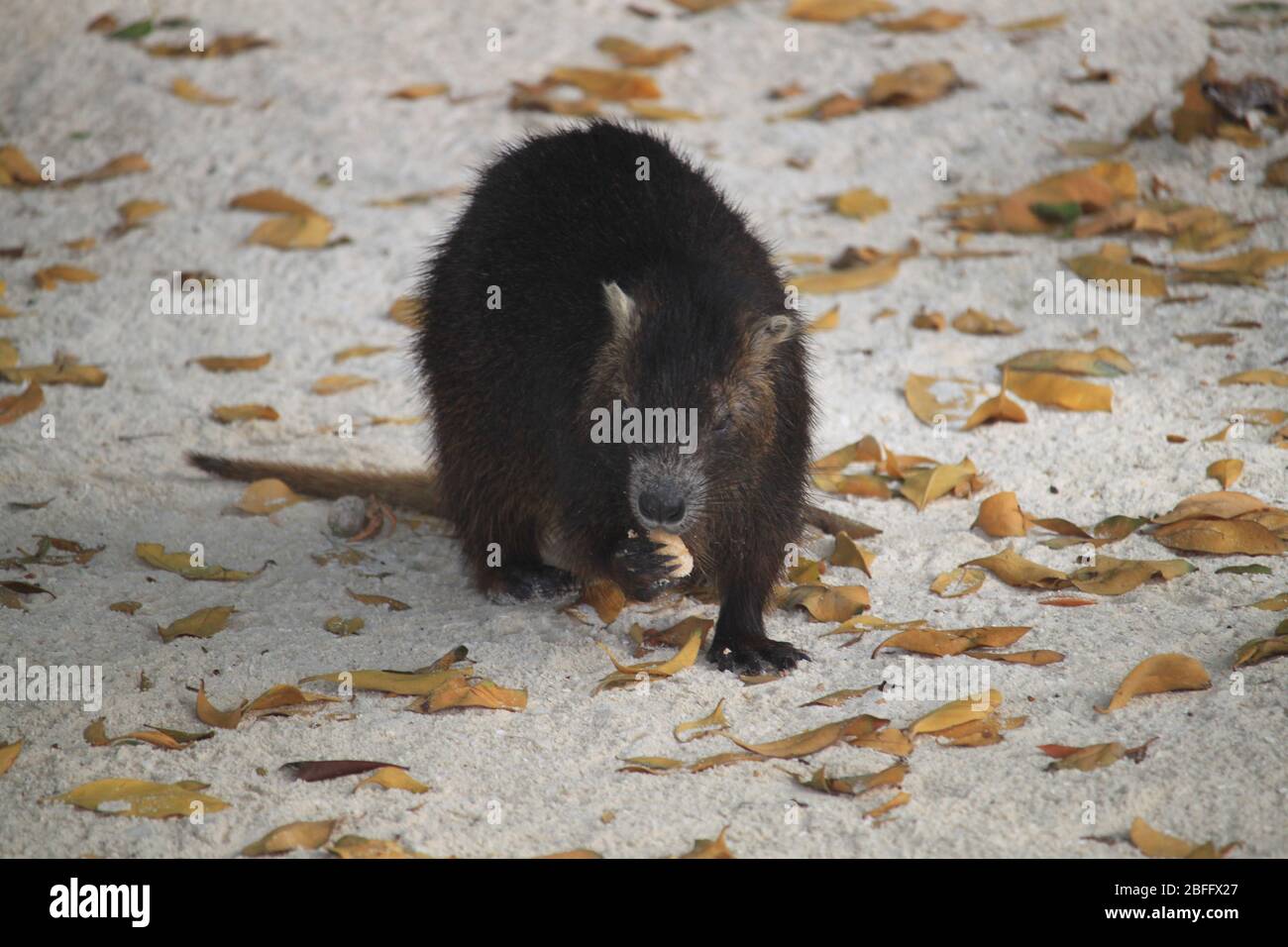 Hutia cuba hi-res stock photography and images - Alamy