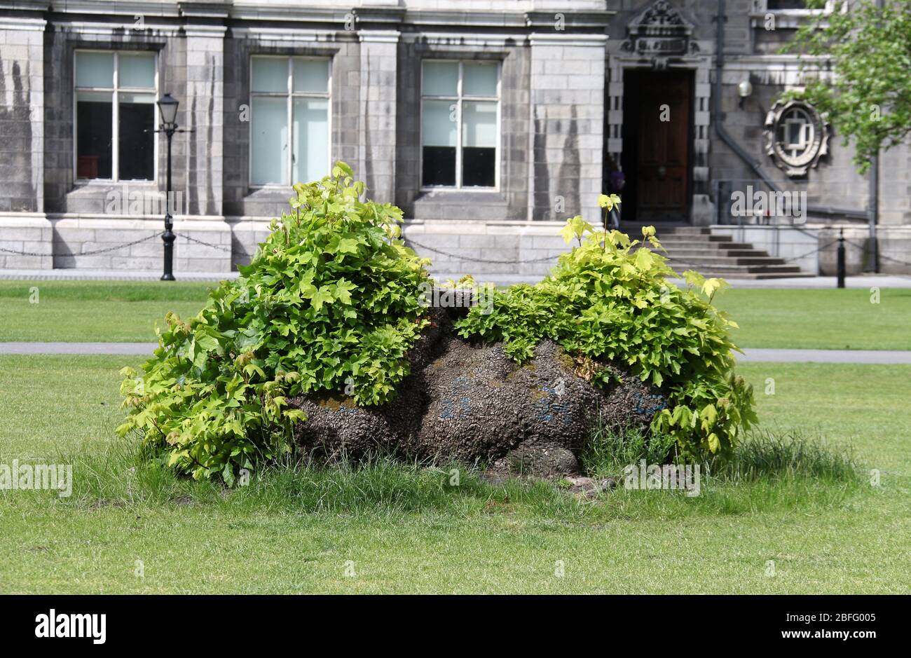 Famous tree stump of an Acer macrophyllum at Trinity College Dublin ...