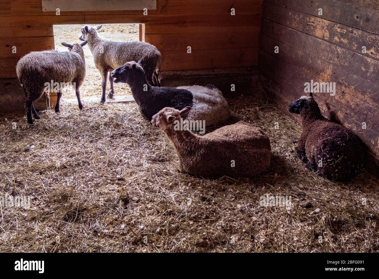 Leaving sheep hi-res stock photography and images - Alamy