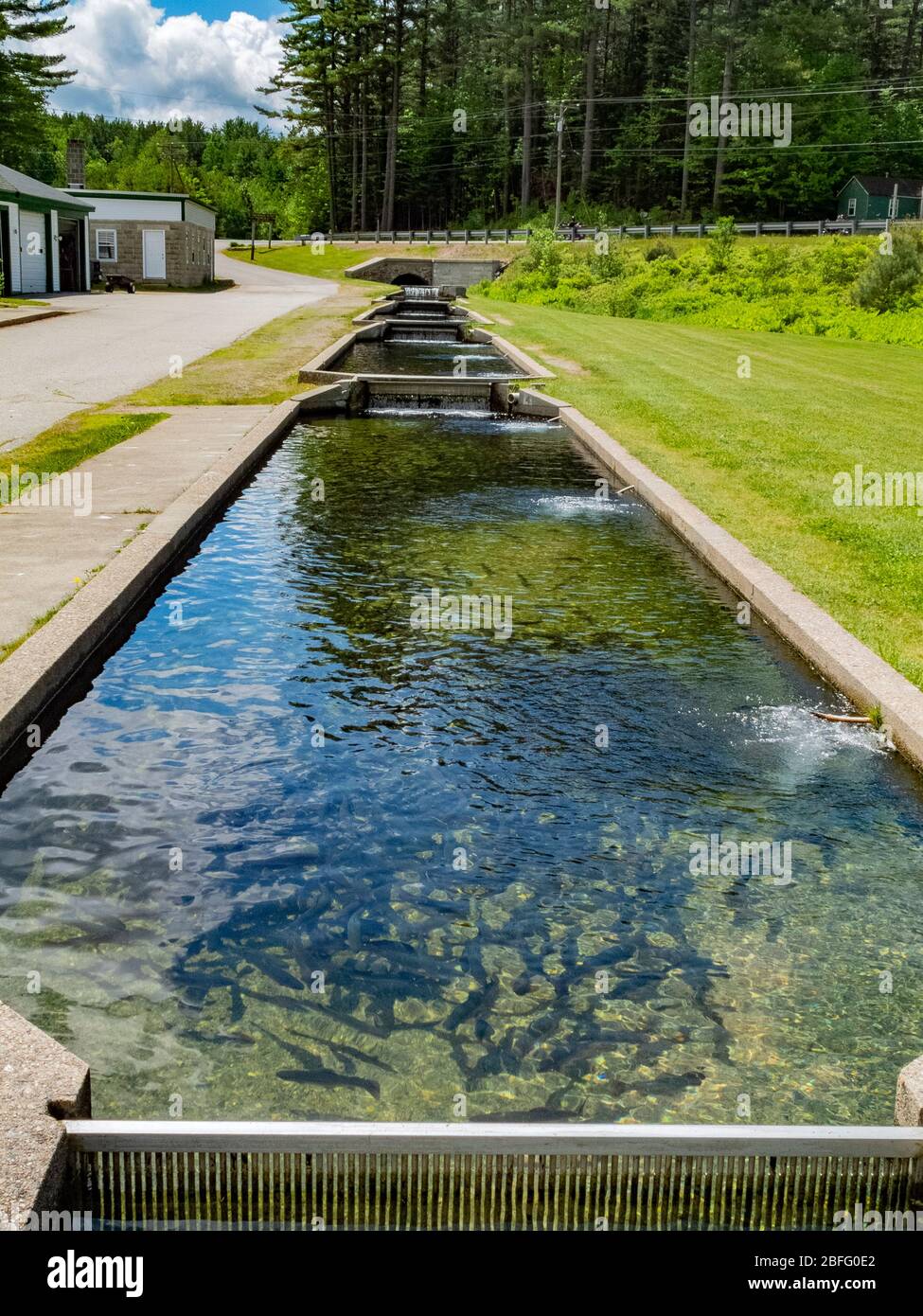 Trout are bed at the Twin Mountain, New Hampshire fish hatchery pool ...
