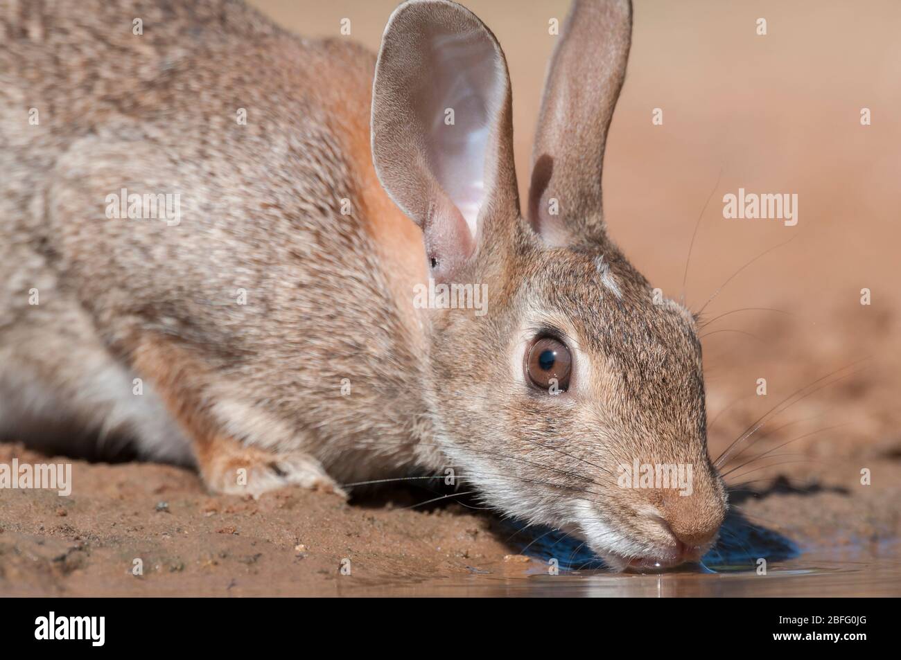 Eastern Cottontail Rabbit drinking at water hole (Sylvilagus floridanus ...