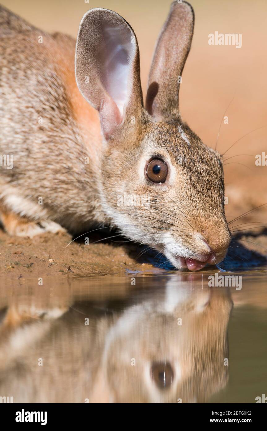 Eastern Cottontail Rabbit drinking at water hole (Sylvilagus floridanus ...