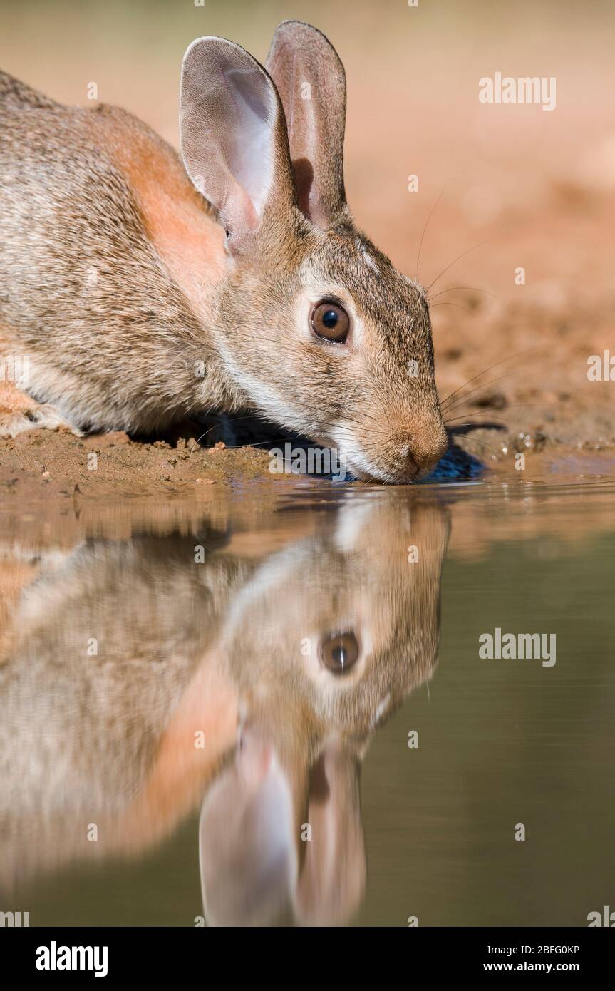Shrubby backyards hi-res stock photography and images - Alamy