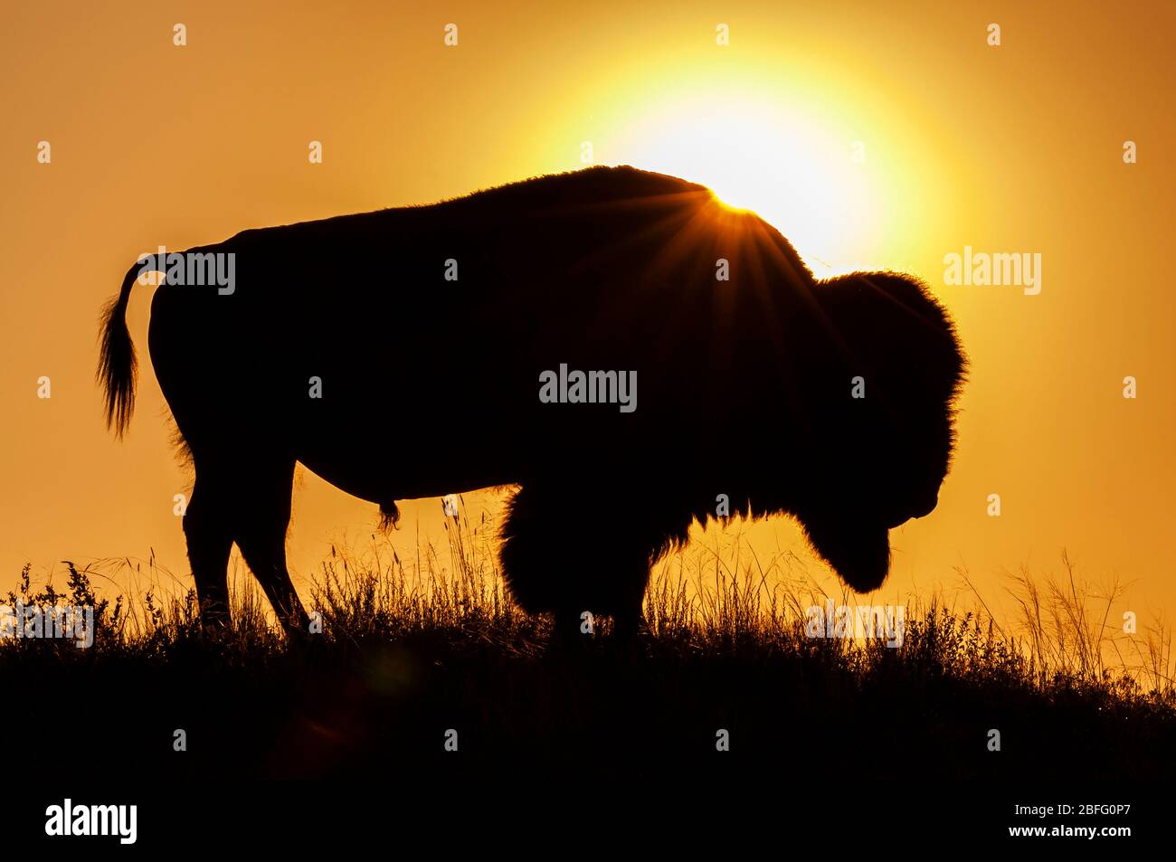 American Bison Bull (Bison bison) at sunrise, summer, Theodore ...