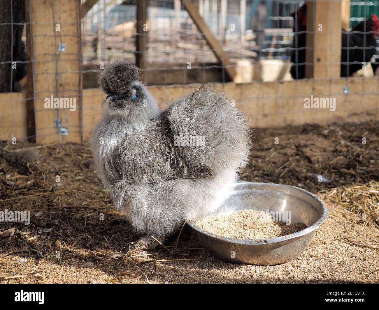 Bright unusual and exotic bird. Chinese silk chicken, portrait Stock ...