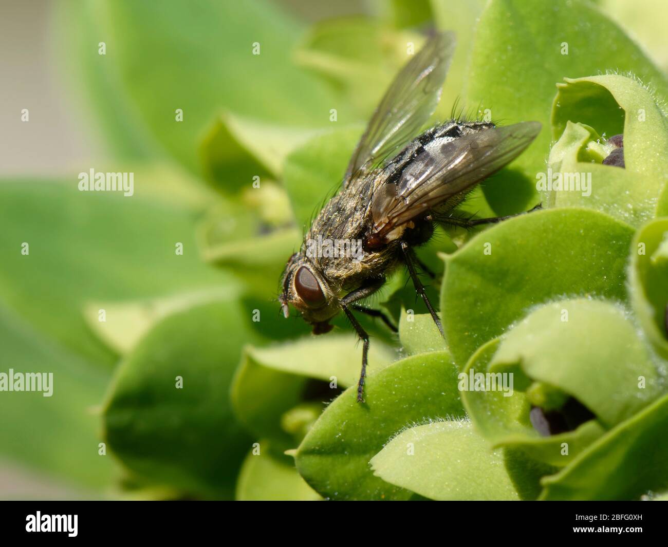 Cluster flies hi-res stock photography and images - Alamy