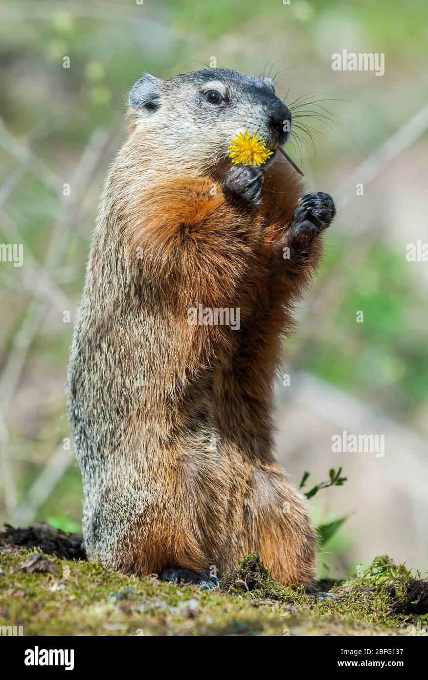 Hibernator hi-res stock photography and images - Alamy