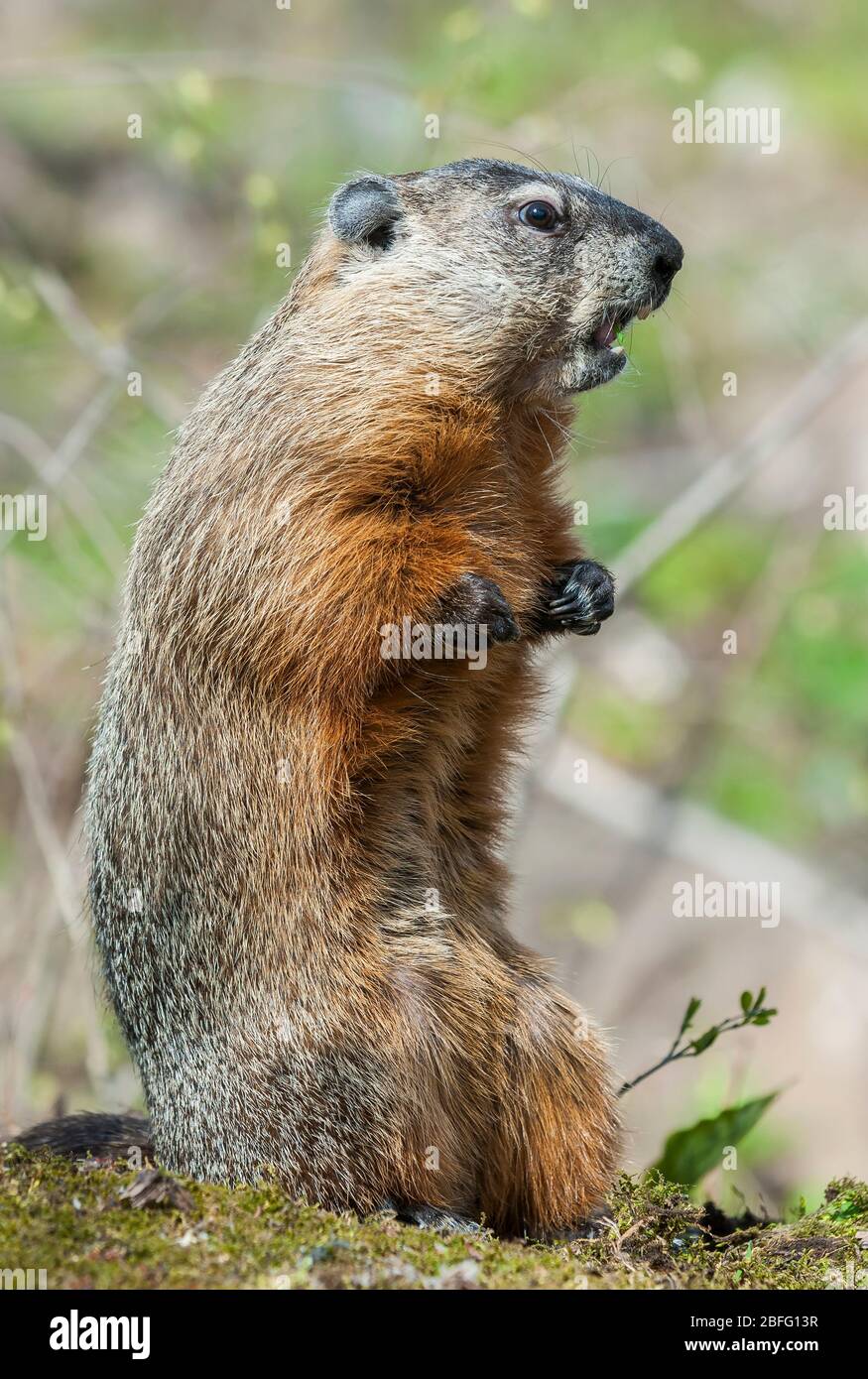 Standing groundhog hi-res stock photography and images - Alamy
