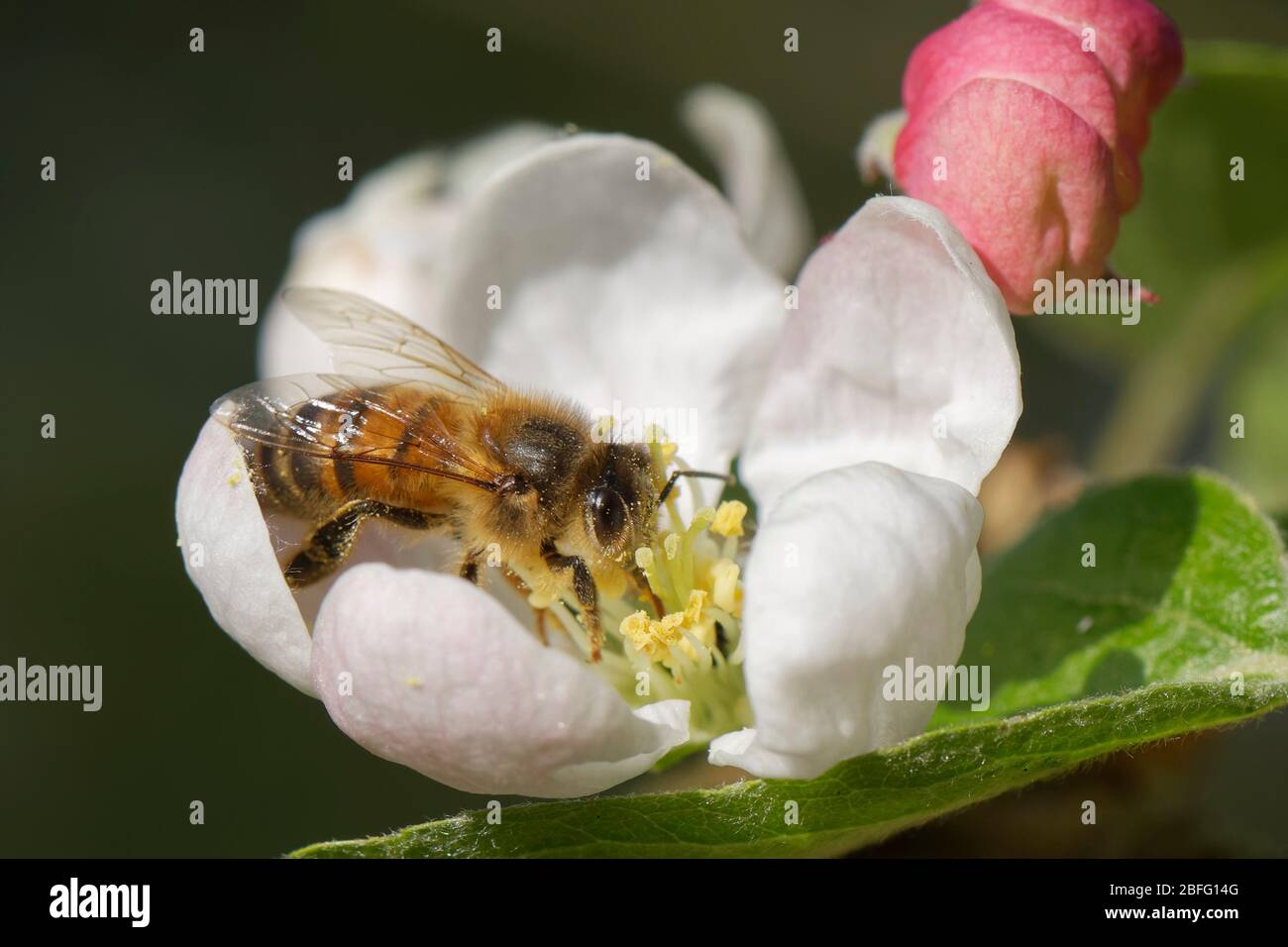 Honey bee (Apis mellifera) nectaring on a Crab apple (Malus sylvestris ...
