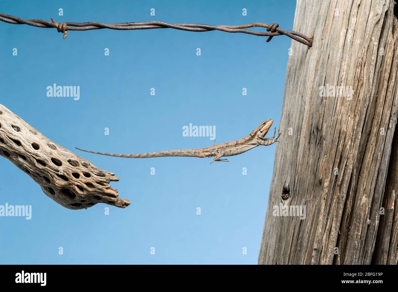 Arizona lizards hi-res stock photography and images - Alamy