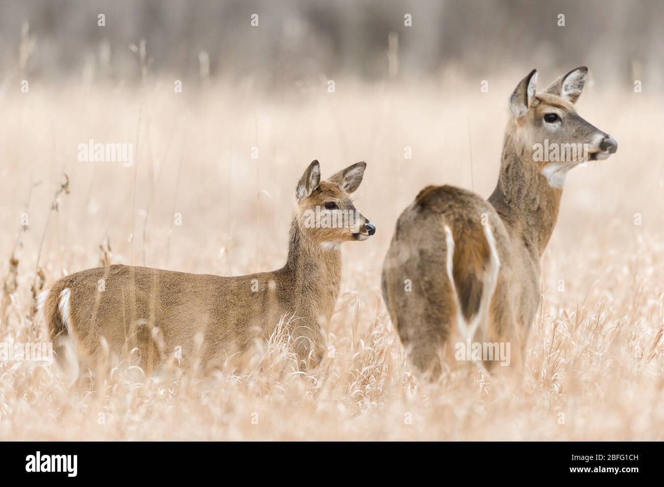 White-tailed Deer, doe with yearling, (Odocoileus virginianus), Eastern ...