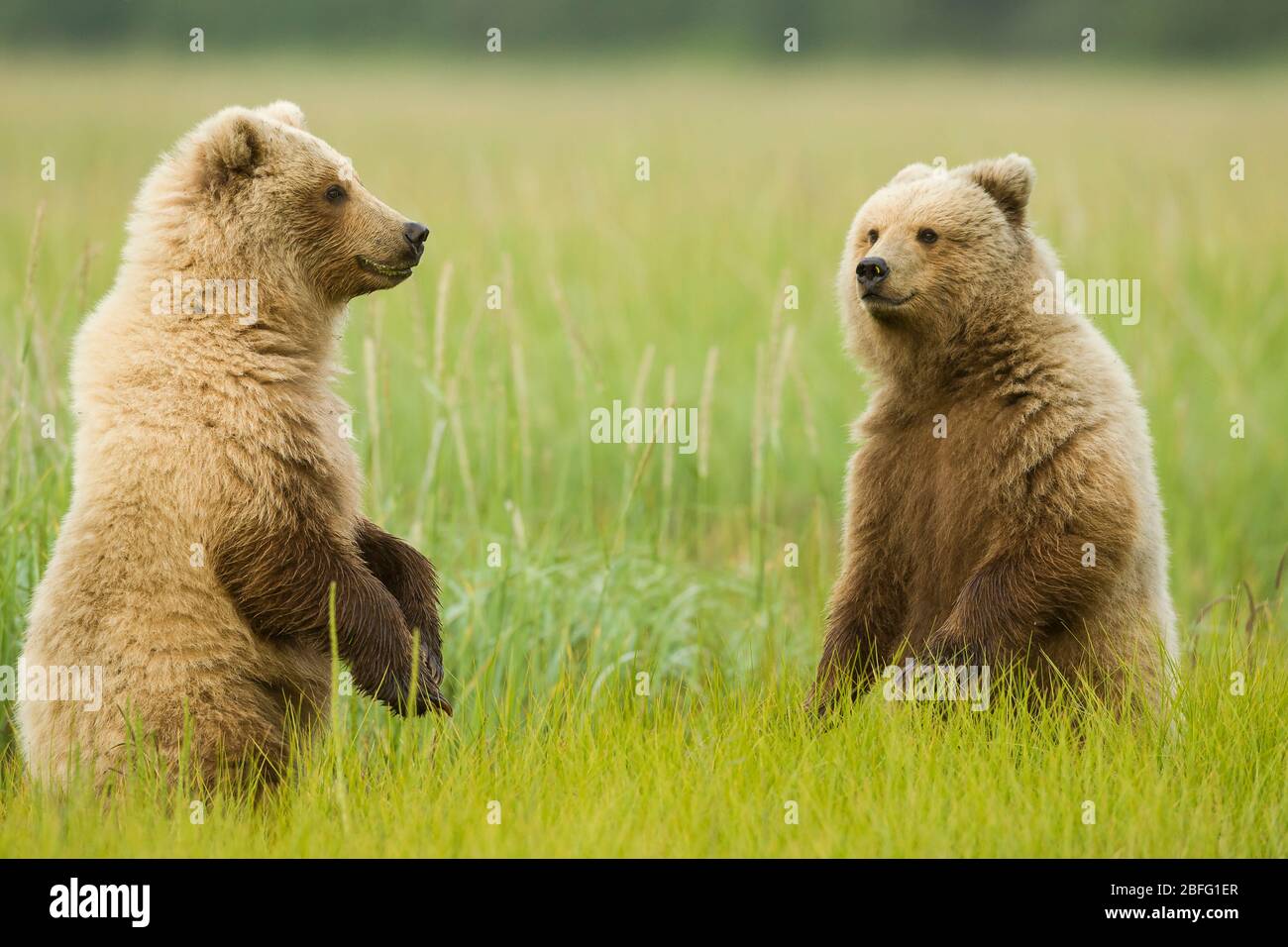 Coastal Brown Bear, Grizzly (Ursus arctos), Lake Clark National Park ...