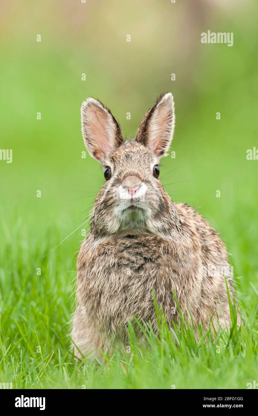Cute cottontail rabbit hi-res stock photography and images - Alamy