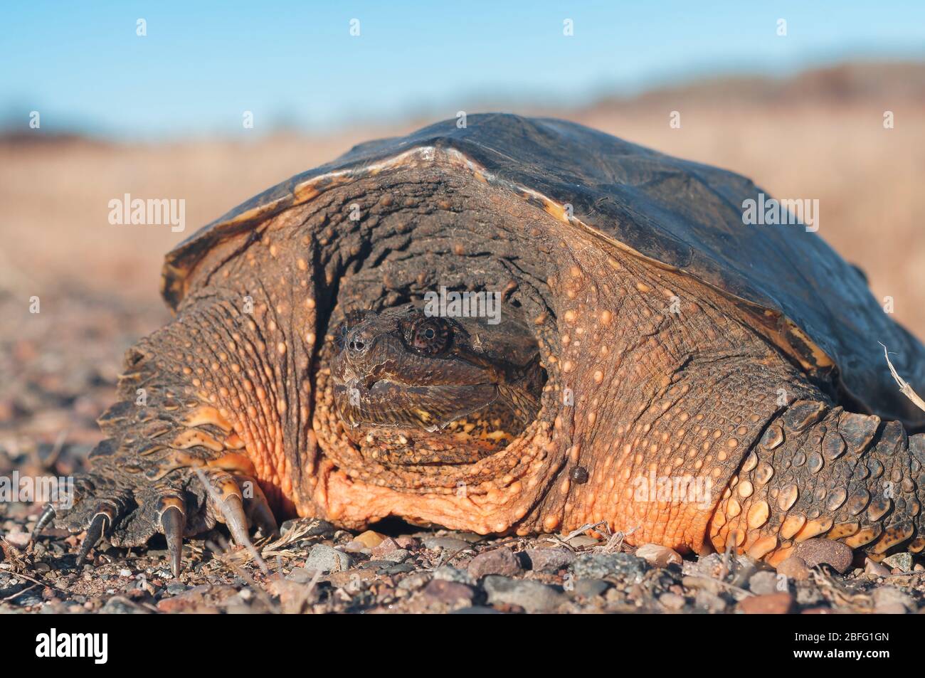 Snapping turtle beak hi-res stock photography and images - Alamy