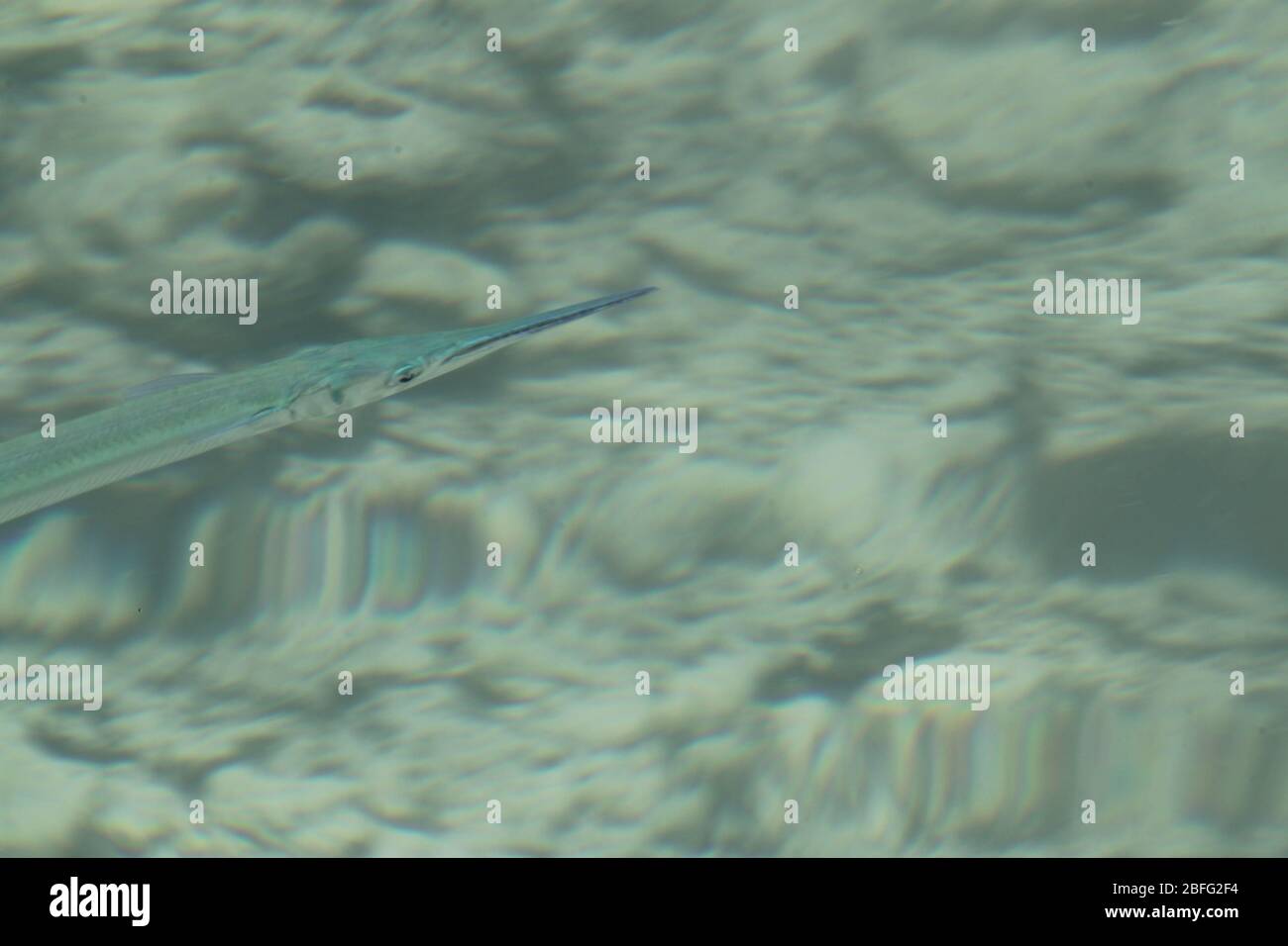 Crocodile Needlefish Injury