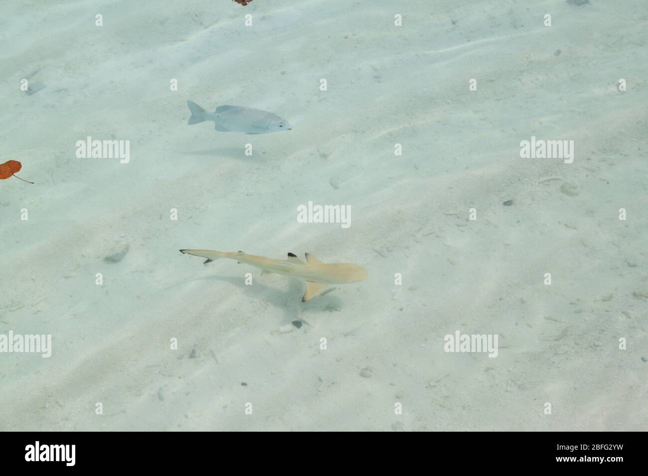 Reef shark and friend - Maldives Stock Photo - Alamy
