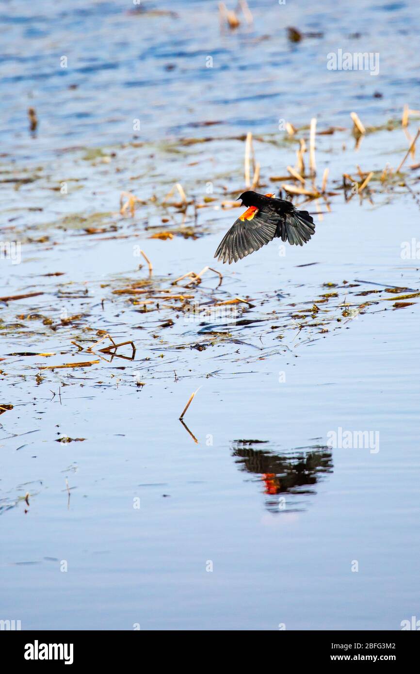 Flying red winged blackbirds hi-res stock photography and images - Alamy