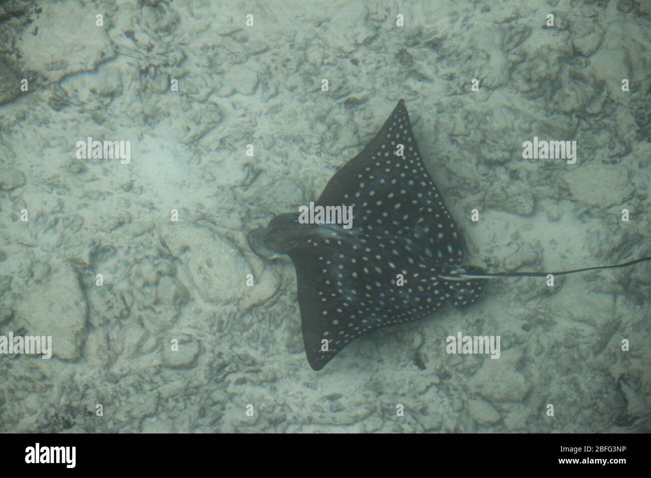 Spotted eagle ray Stock Photo - Alamy
