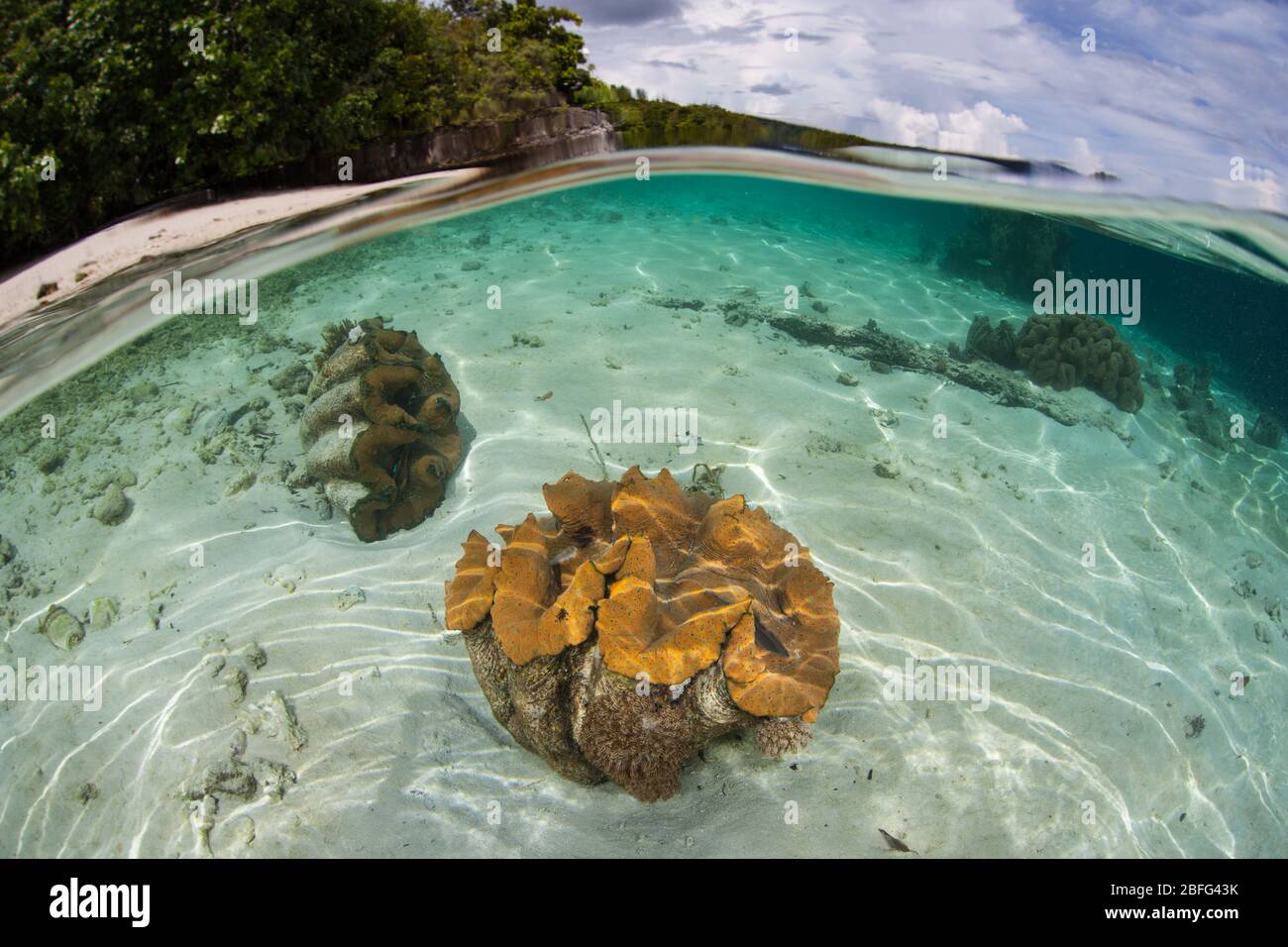 Giant clams grow in shallow water amid the lush islands of Raja Ampat ...