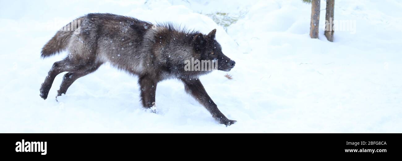 Black gray wolf in the snow outside Yellowstone National Park in winter ...