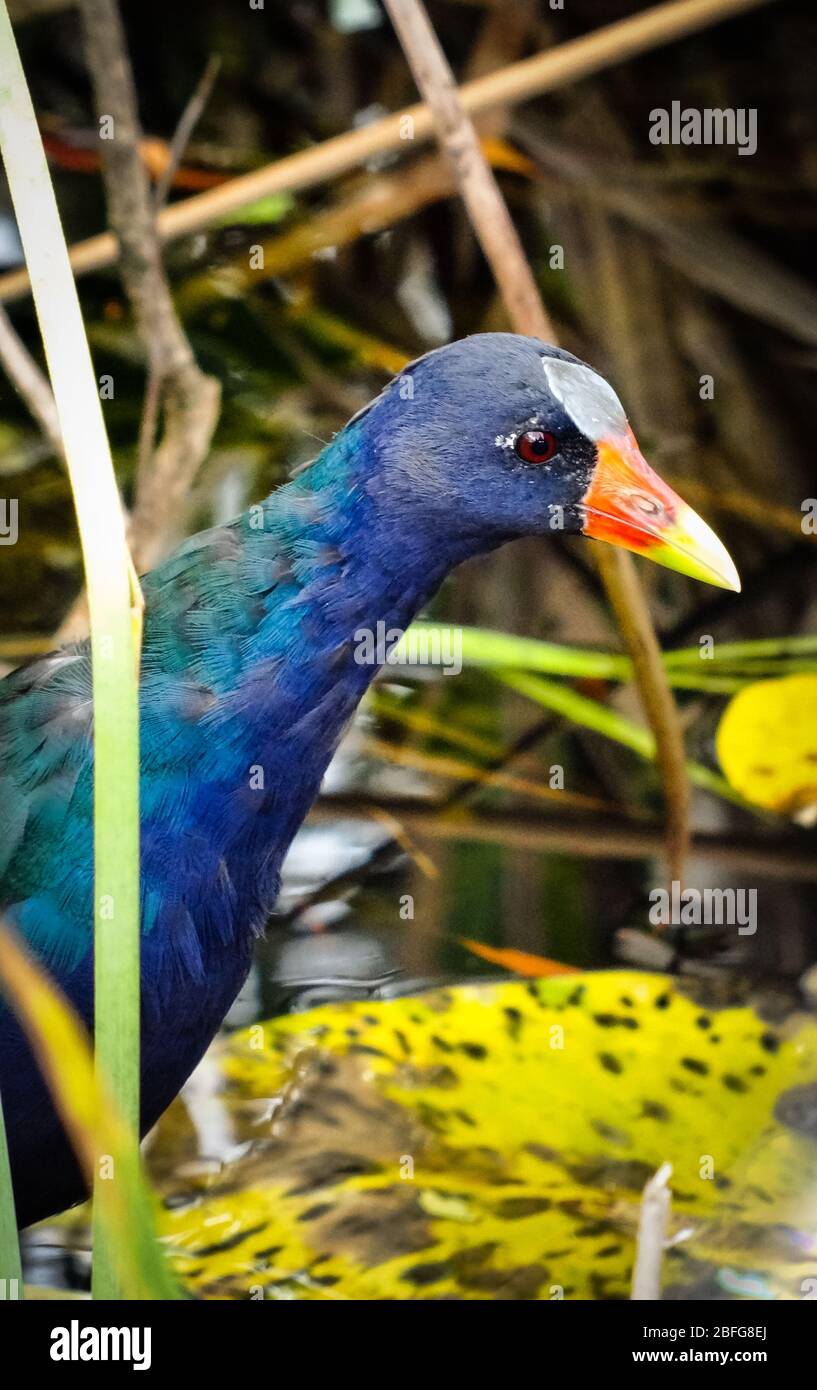 Yellow beak wading bird hi-res stock photography and images - Alamy