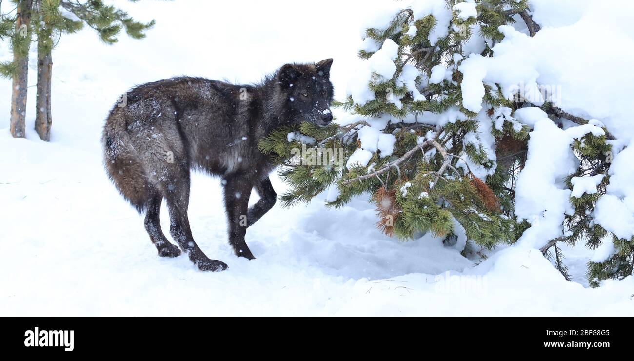Black gray wolf in the snow outside Yellowstone National Park in winter ...