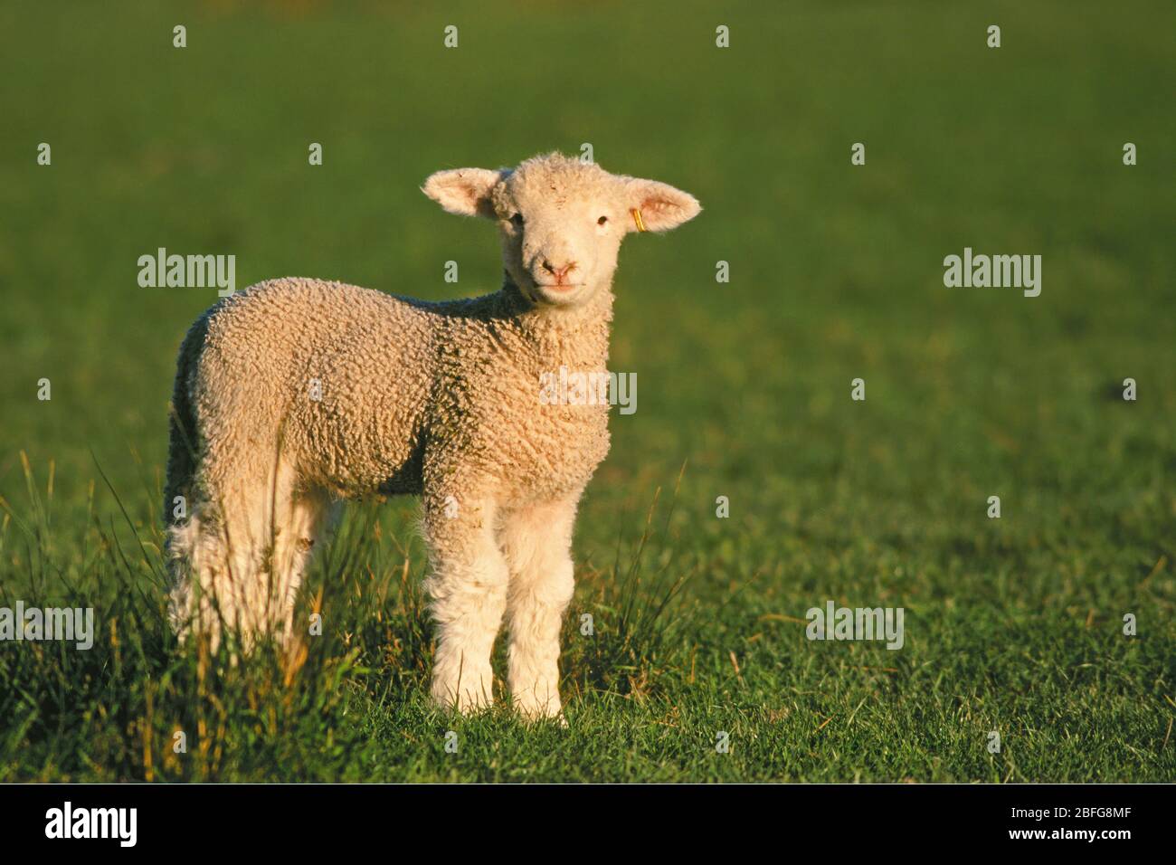 Sheep ranching hi-res stock photography and images - Alamy