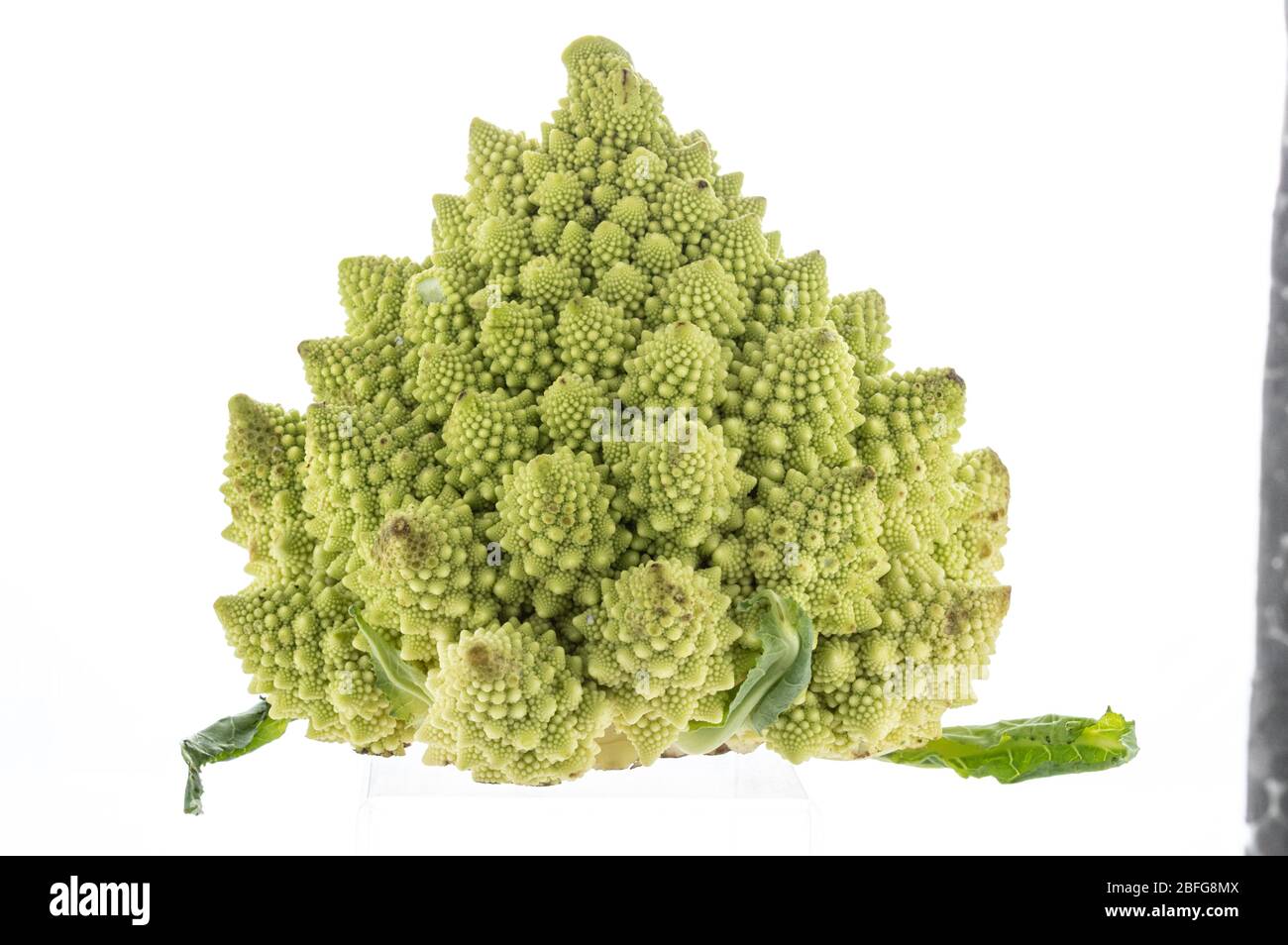 Triangle shaped cabbage on a white background. The vegetable is ...