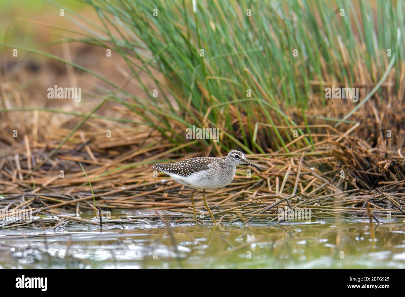 Wood sandpiper, Tringa glareola Stock Photo - Alamy