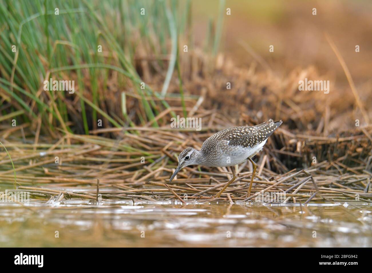 Wood sandpiper, Tringa glareola Stock Photo - Alamy