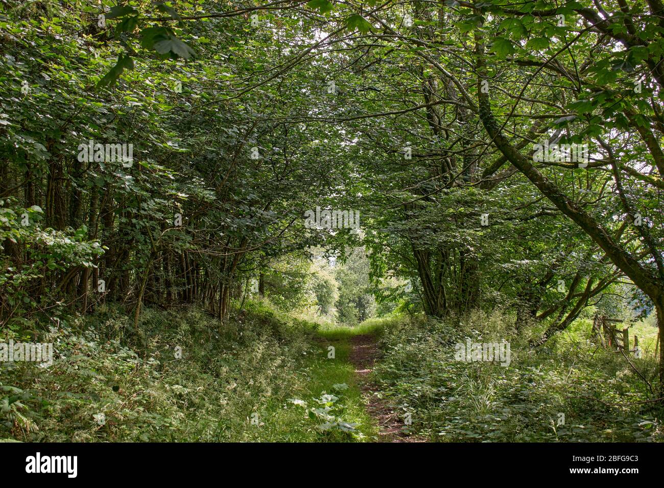 A tree tunnel through the woods under foliage Stock Photo - Alamy