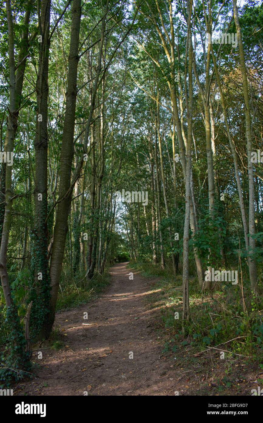 A path through the woods and tall trees Stock Photo - Alamy