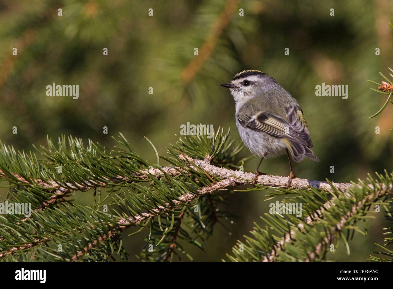 Male golden-crowned kinglet (Regulus satrapa) in spring Stock Photo - Alamy