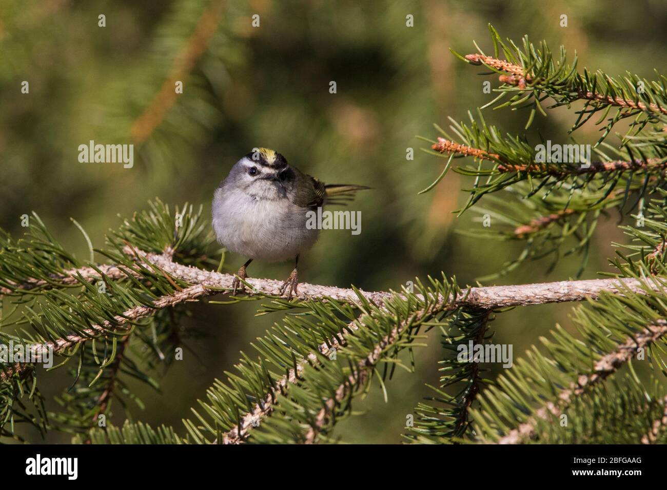 Male golden-crowned kinglet (Regulus satrapa) in spring Stock Photo - Alamy