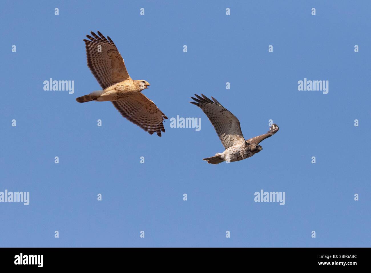 Sparrow hawk male female hi-res stock photography and images - Alamy
