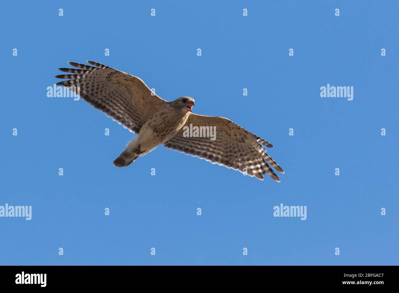 red-shouldered hawk in spring Stock Photo - Alamy