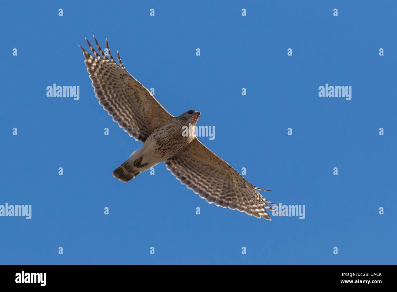 Blue male sparrow hawk hi-res stock photography and images - Alamy