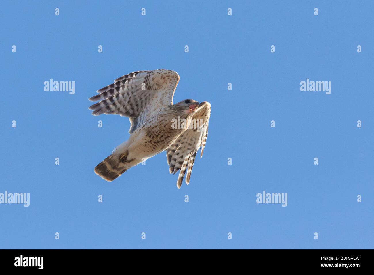 Red shouldered hawk female hi-res stock photography and images - Alamy
