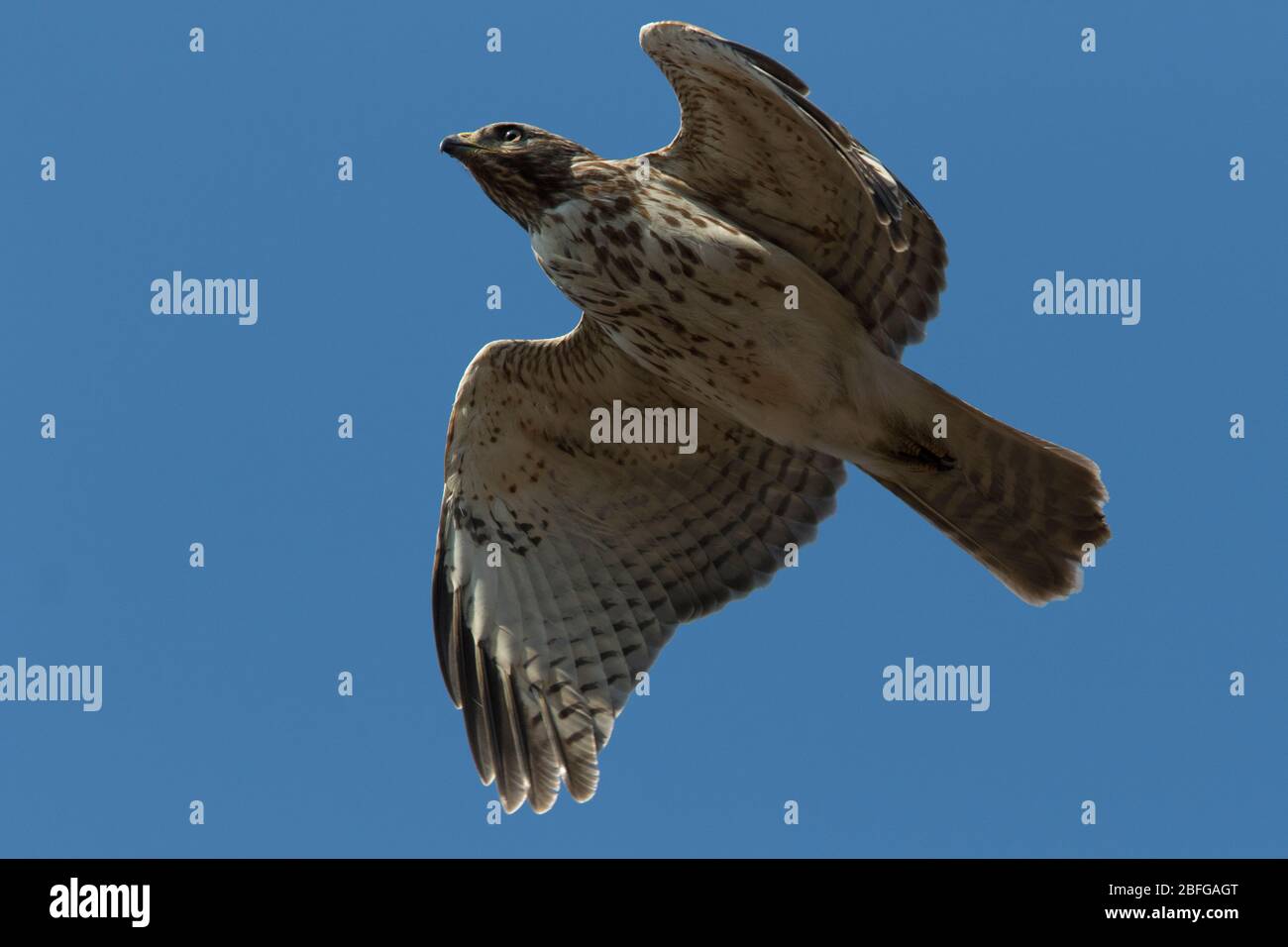 red-shouldered hawk in spring Stock Photo - Alamy