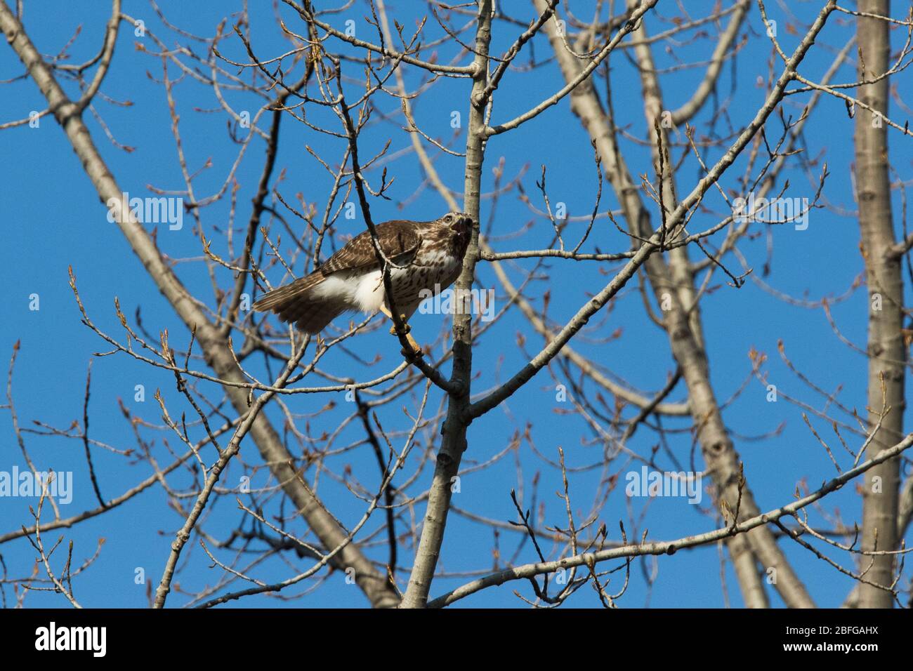 Sparrow hawk male female hi-res stock photography and images - Alamy