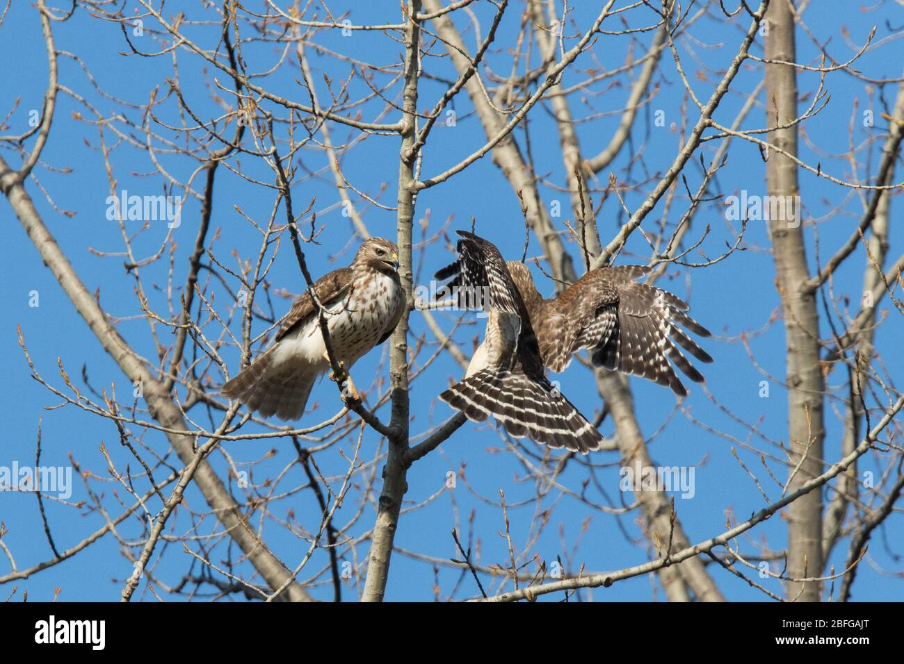 red-shouldered hawk in spring Stock Photo - Alamy