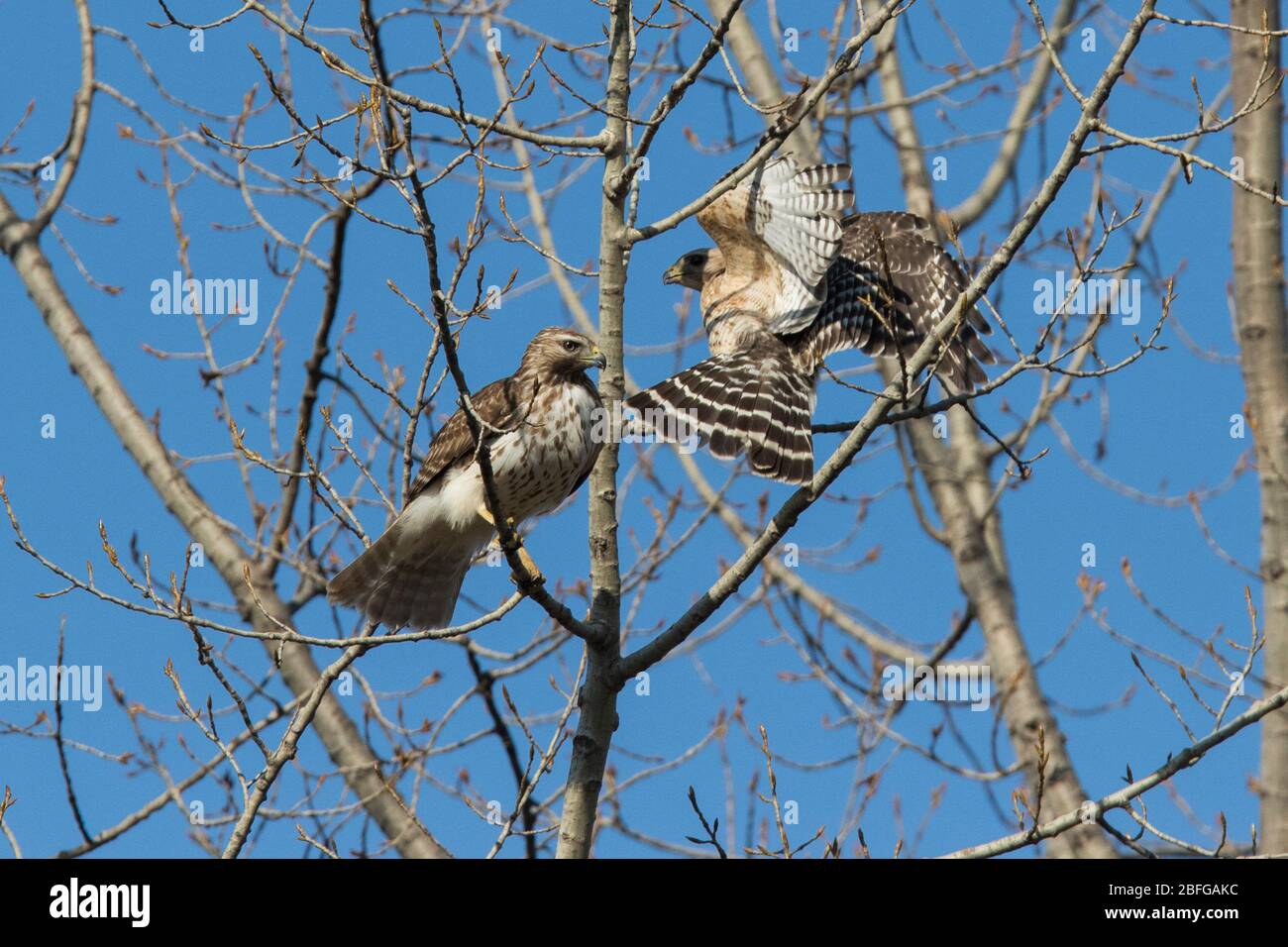 Sparrow hawk male female hi-res stock photography and images - Alamy