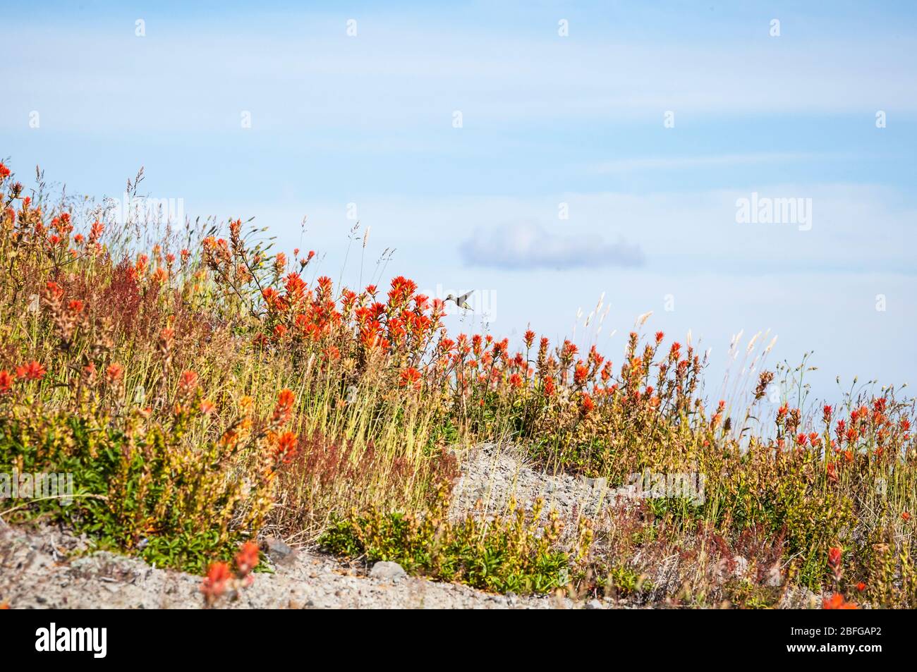 Ornithophilous flowers hi-res stock photography and images - Alamy