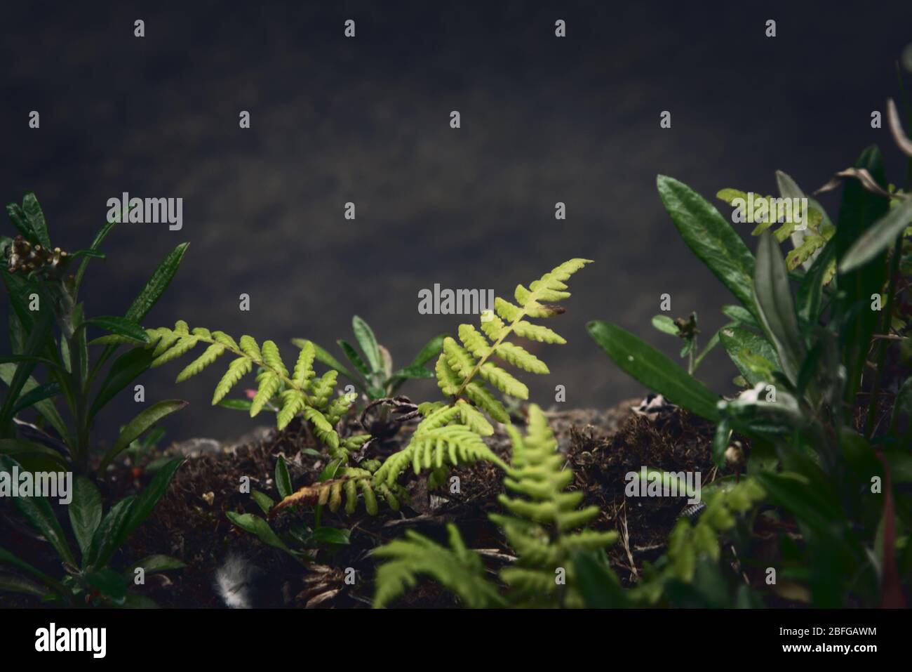 Ferns growing on forest floor hi-res stock photography and images - Alamy