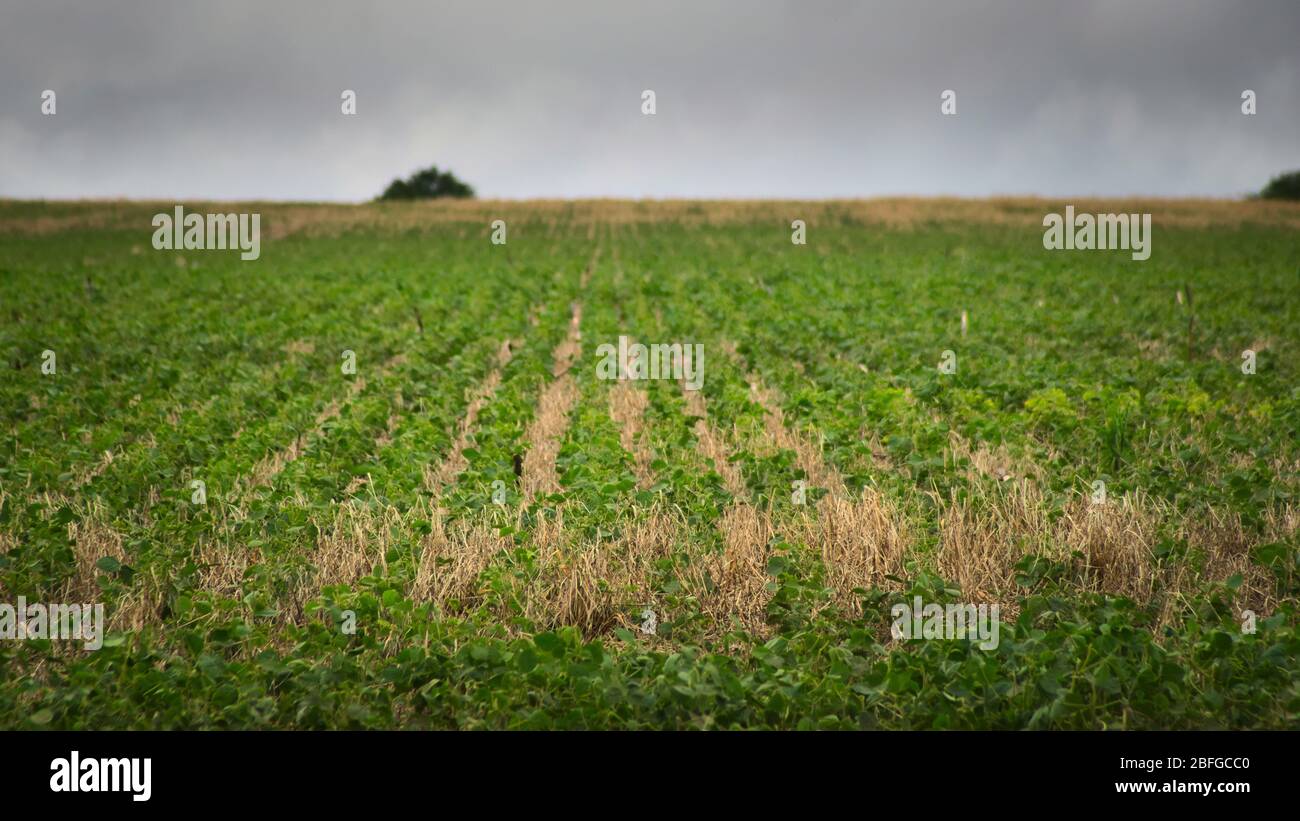 Soybean field on cloudy hi-res stock photography and images - Alamy