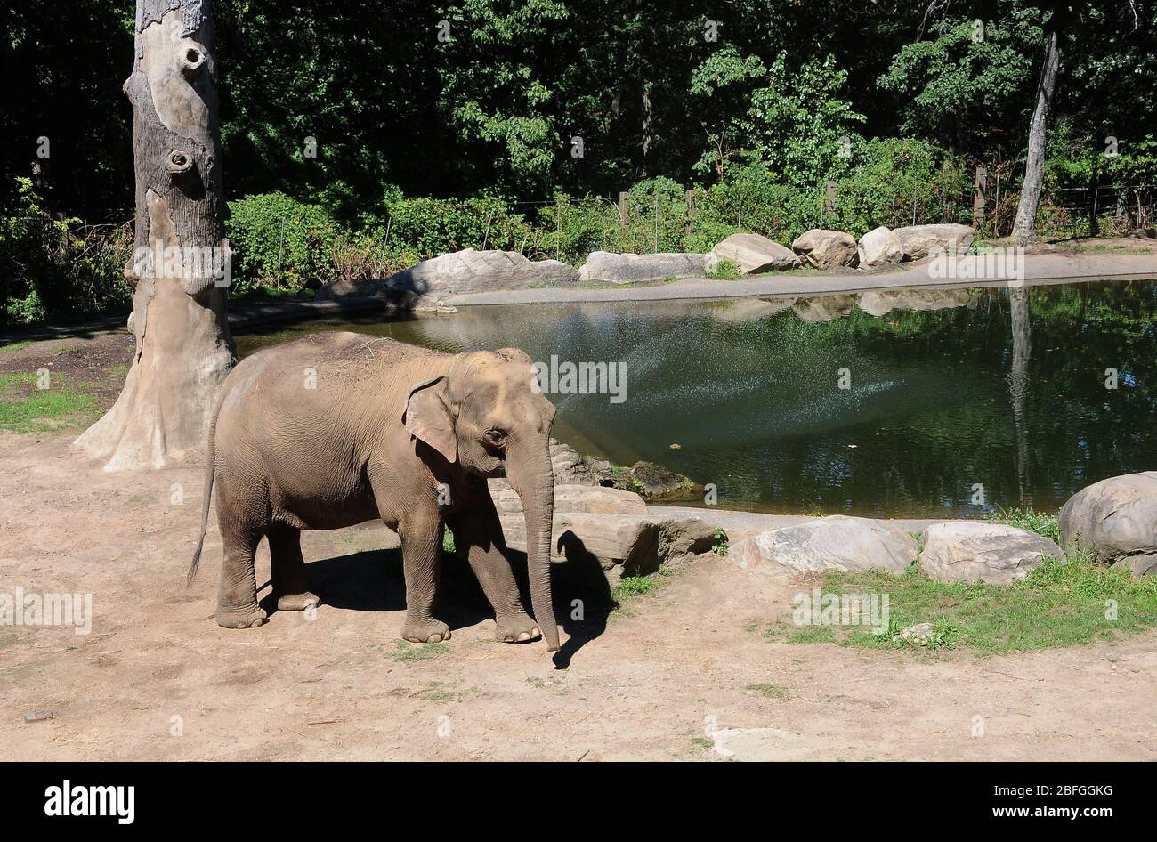 Bronx Zoo Elephant High Resolution Stock Photography and Images - Alamy