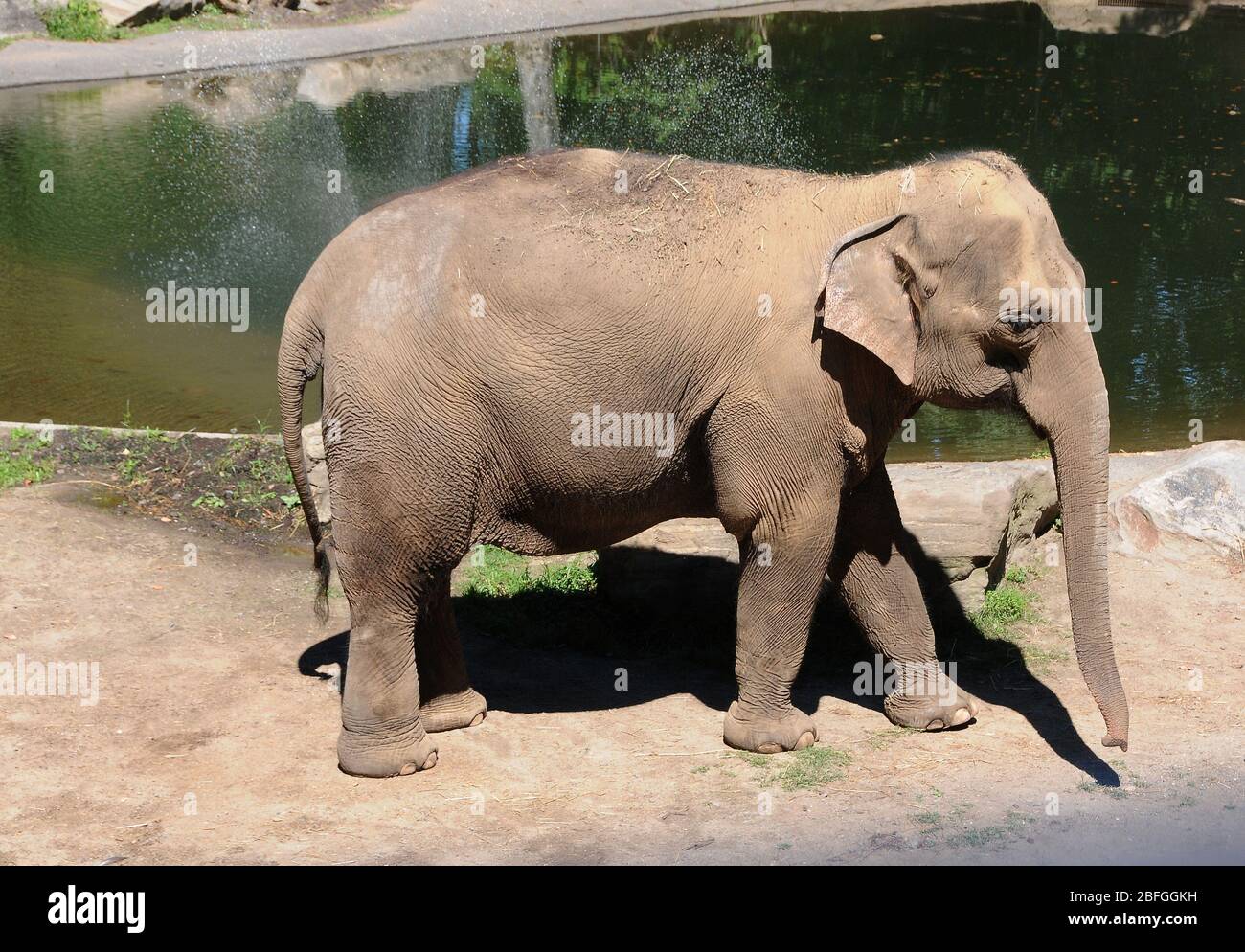 Bronx zoo elephant hi-res stock photography and images - Alamy